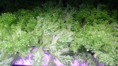 Floating Raft System Hydroponic Bebeja Daily