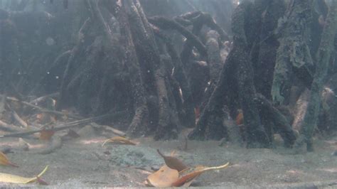 AnnotateDeepFish Object Detection Dataset And Pre Trained Model By DeepFish