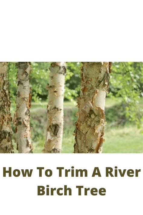 River Birch Pruning At Sharon Cordero Blog