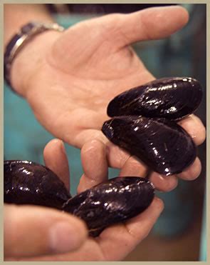 Island Gold Cultured Blue Mussels Fresh Prince Edward Island Mussels