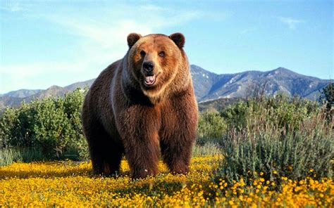 ANIMALE DOMESTICE SI SALBATICE DIN TOATA LUMEA: ursul