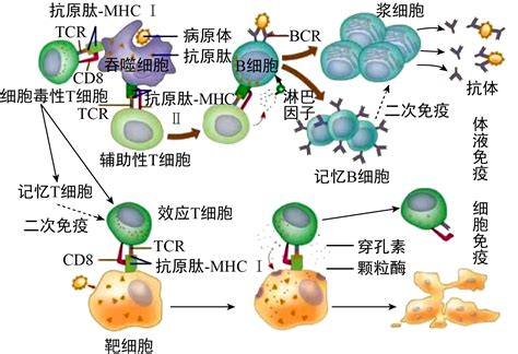 艾滋病又称获得性免疫缺陷综合征。由人类免疫缺陷病毒 Hiv 引起。猴免疫缺陷病毒 Siv 与hiv结构相似，可引起猴出现艾滋病样症状。cd4 T细胞作为t细胞的一种，在and 百度教育