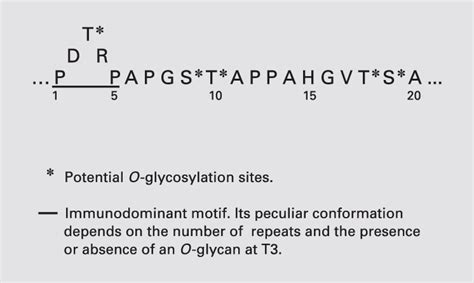 Tandem Repeat Sequence Of Muc1 Download Scientific Diagram