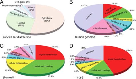 Functional Specialization Of β Arrestin Interactions Revealed By