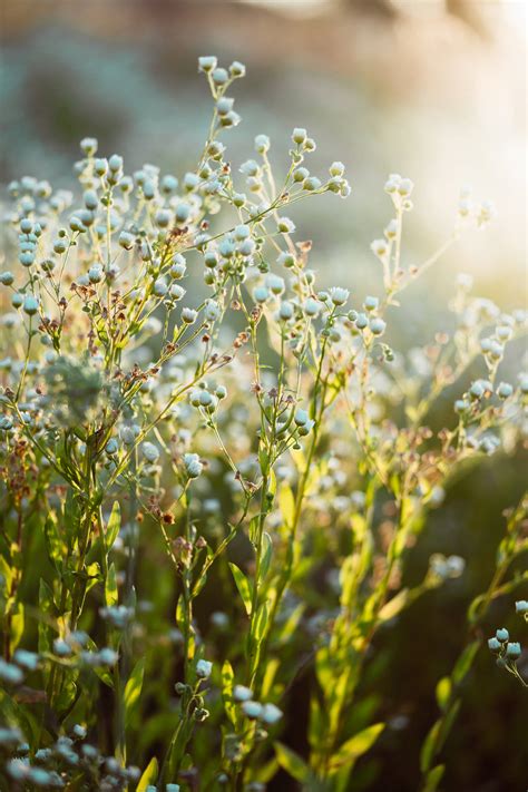 Top 999 Aesthetic Flower Wallpaper Full Hd 4k Free To Use