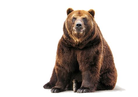 Images De Ours Assis Png Téléchargement Gratuit Sur Freepik