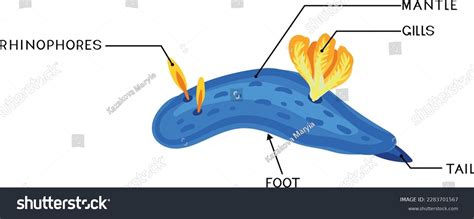 External Anatomy Dorid Nudibranch Structure Sea Stock Vector Royalty