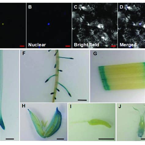 Subcellular Localization And Expression Pattern Of Oswrky28 A D