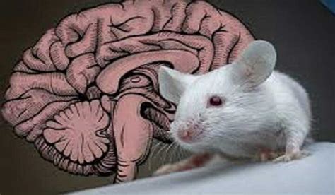 موش‌ها هنگام دیدن یک فیلم واقعاً چه چیزی می‌بینند؟