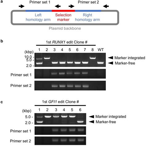 Detection Of Random Integration In Runx1 And Gfi1 Editing After