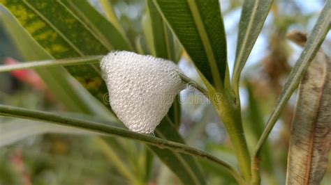 Foam Nest Of Aphids Beetle Larva Hd 4k Video Stock Footage Video Of Garden Aphids 261164840