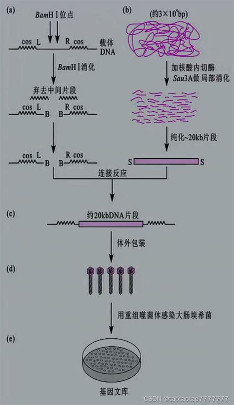 【中科院】分子生物学 朱玉贤第四版 笔记 第10讲 分子生物学操作技术 Cdna差示分析法动画 Csdn博客