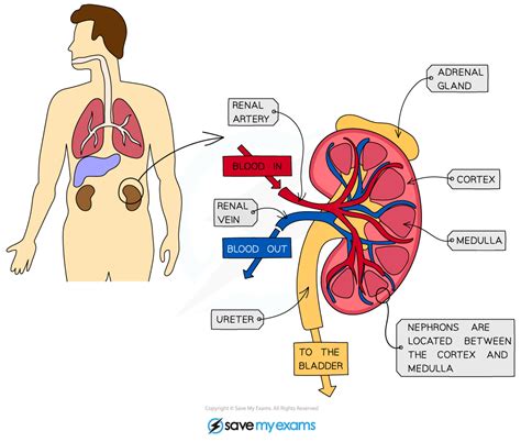 Nephron Structure Igcse Biology Revision Notes