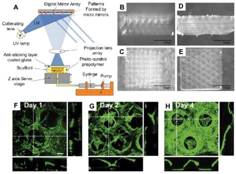 3d Bioprinting For Engineering Complex Tissues Pmc