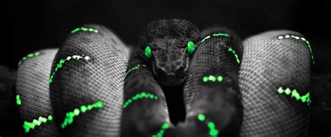 Python Programming Wallpapers WallpaperSafari