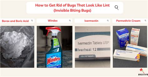 8 Bugs That Look Like Lint And Bite Expert Guide Bugstips