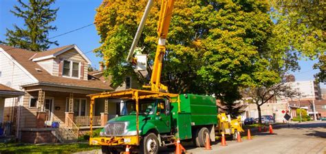 Tree Removal Common Reasons Timber Kings Tree Service