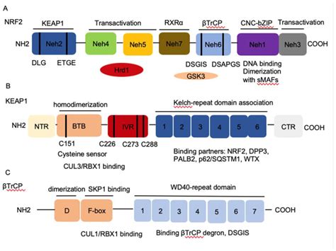 Nrf2 Signaling Pathway