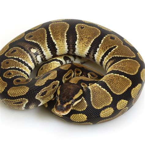 Carpet Python Types Species And Morphs Guide
