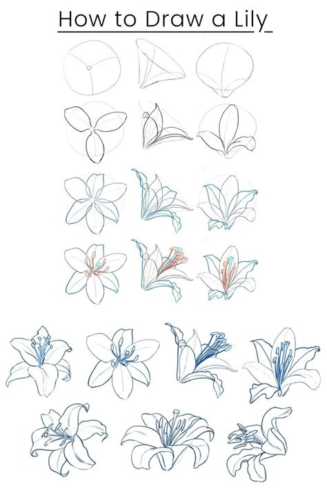Learn How To Draw A Lily Step By Step Tutorial