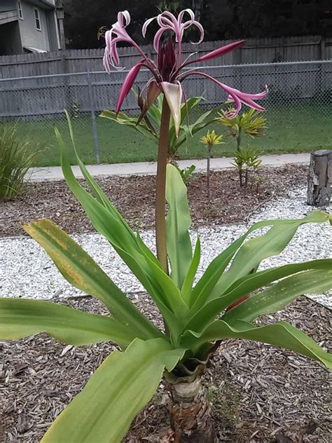 Crinum Lily Database Plants