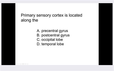 Solved Primary Sensory Cortex Is Located Along Thea