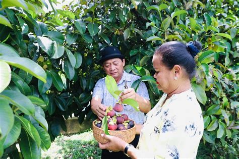 ចំការខ្មែរ ចំការខ្មែរ ផ្លែឈើខ្មែរ Khmer Farm Khmer Fruits