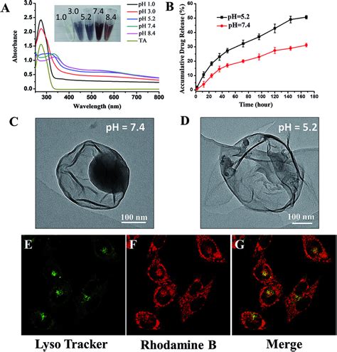 A Ph Responsive Disassembly Of Ta Feiii Films Coated On Ptx Nps Uv Download Scientific