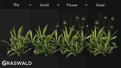 Graswald Professional Grass Weeds And Moss For Blender [ ] Blendernation
