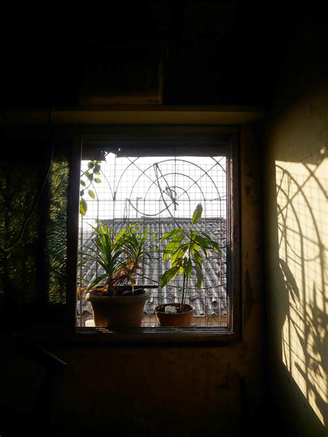 Nicola Antaki Projects / URBAN FARMING / URBZ Handstorm