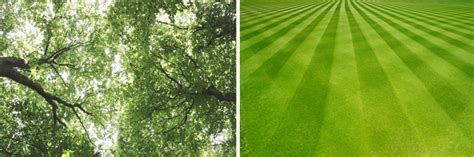 Which Is Better For Absorbing Carbon Trees Or Turf
