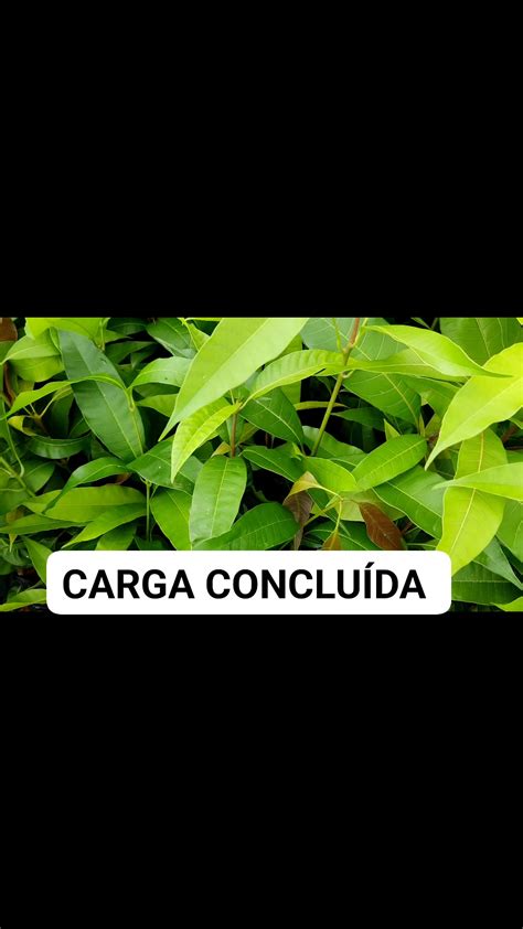 BarÃo Mudas Baraomudass • Instagram Photos And Videos