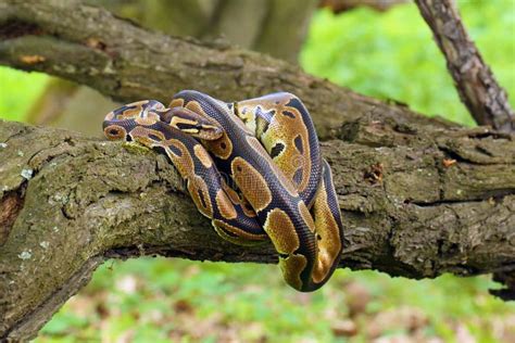 the royal python python regius also called the ball python lying