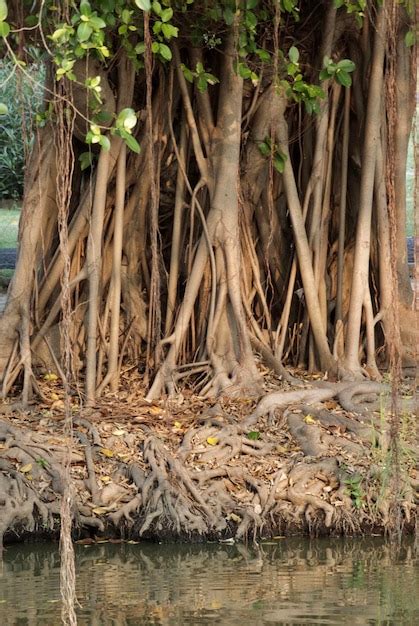Premium Photo Close Up Of Tree Roots In Water