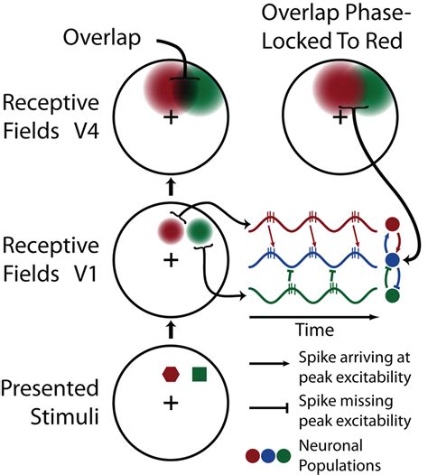 A Schematic Representation Of The Ctc Hypothesis And Its Implications