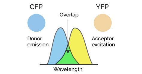 Advanced Microscopy Applications An Overview Of Fret — Oxford