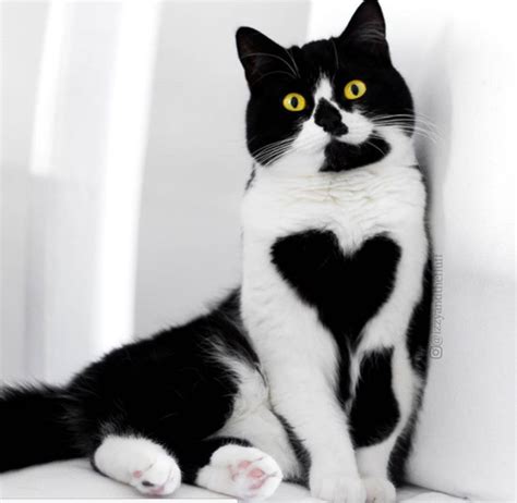 Необичне животиње