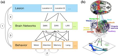 the complexity of brain to behavior links a a graphical representation
