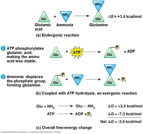 Chapter 4 Energy And Cellular Metabolism Flashcards Quizlet