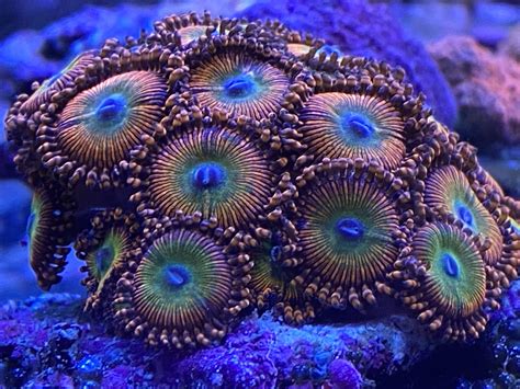 Lc Extreme Candy Apple Orange Zoas Driftworks Aquatics