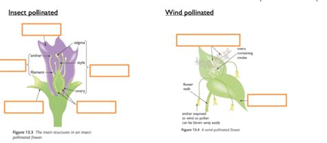 Plant Reproductive Structure Diagram Quizlet