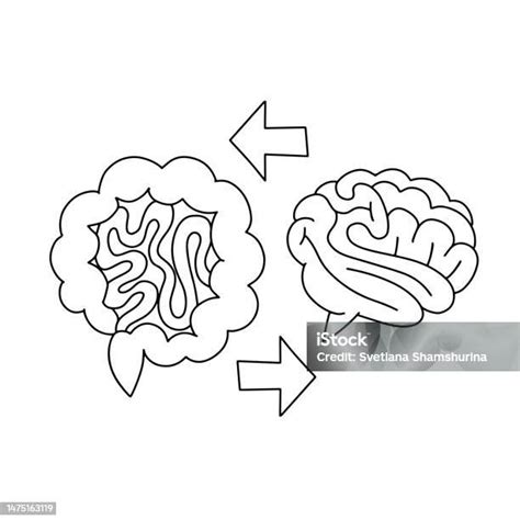장 뇌 축 선형 개념 화살표 라인 그림이 있는 뇌와 위 뇌 장 연결 심리 생물 의학 과학적 발견 흰색 그림에 벡터 검정 Mental Wellbeing에 대한 스톡 벡터 아트