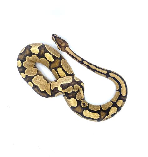 Fire Het Piebald Ball Python By His And Hers Constrictors Morphmarket