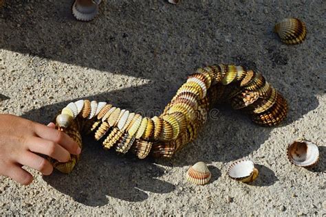 Decorative Caterpillar Made Of Bivalve Seashells On Concrete Beach Molo
