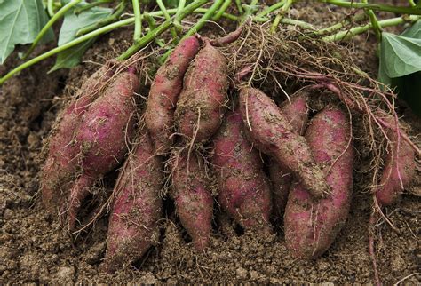 Sweet Potato Roots