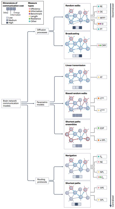 脑网络通信：概念、模型和应用 Nature Reviews Neuroscience 速递 集智俱乐部