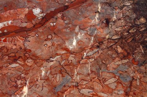Premium Photo Red Fossiliferous Limestone