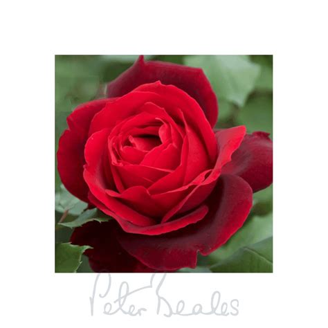 Lincoln Rose Bush Rose Mr Lincoln Uzmt