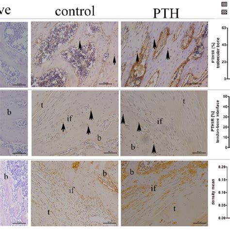 Pth1r Expression In The Trabecular Bone A And Tendon Bone Interface