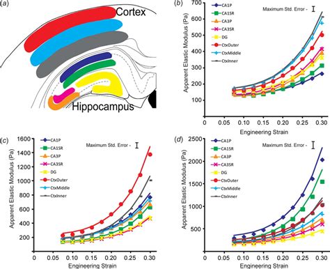 A Subregions Of The Hippocampus And Cortex Probed With The Afm Download Scientific Diagram
